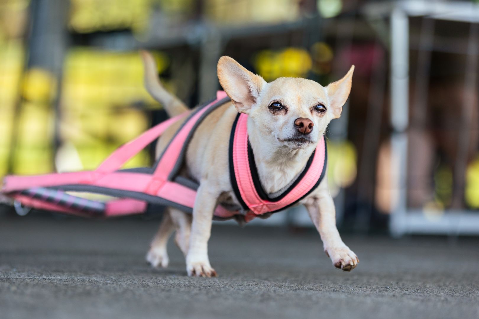 NAWA - North American Weight Pull Association | Dog Weight Pulling ...